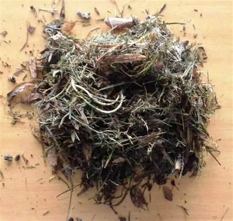 How To Build And Use A DIY Composting Toilet