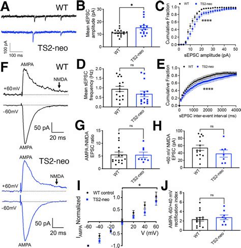 Increased Basal Excitatory Synaptic Input To Ca1 Neurons In Ts2 Neo