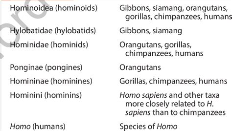 3 Classification Of Hominoids Download Table