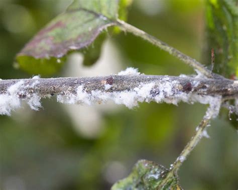 Apple Tree Diseases Identify And Treat Common Problems Gardeningetc