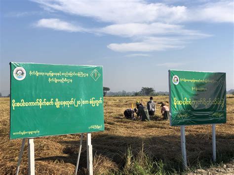 ပုသိမ်ကြီးမြို့နယ် ကောင်းမွန်ကျေးရွာတွင် မိုးစပါးစံကွက် ရိတ်သိမ်း Information And Public