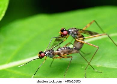 Close Sex Bug On Green Leaf Stock Photo Shutterstock
