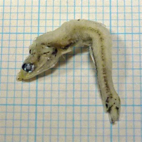 魚類 ニシン目 ニシン亜目 カタクチイワシ科 カタクチイワシ チリモン図鑑