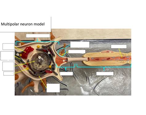 Aandp Multipolar Neuron Model Quiz