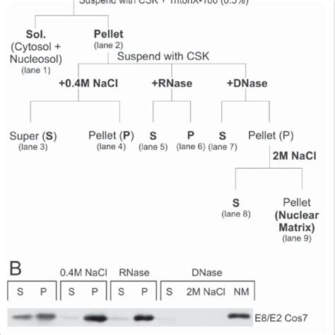 The E8 E2 Protein Localizes To Nuclear Matrix Nm Fraction In Cos7 And Download Scientific