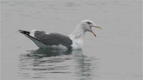 큰재갈매기 울음소리 Youtube
