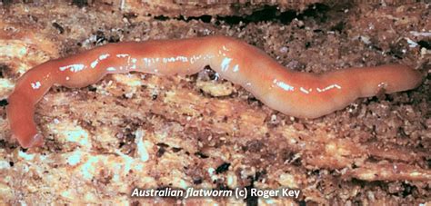 Flatworms Earthworm Society Of Britain