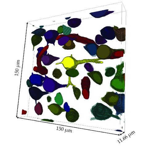 Enlarged View Of The Reconstructed Structures Highlighted In Bright Download Scientific