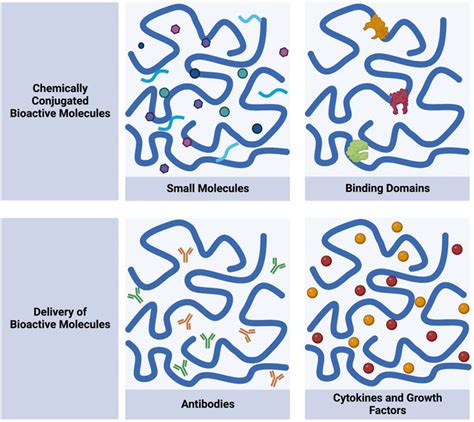 Frontiers Self Assembling Peptides As Immunomodulatory Biomaterials