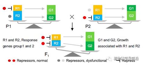 Pnas 北京大学邓兴旺课题组揭示拟南芥生物量杂种优势的遗传机制