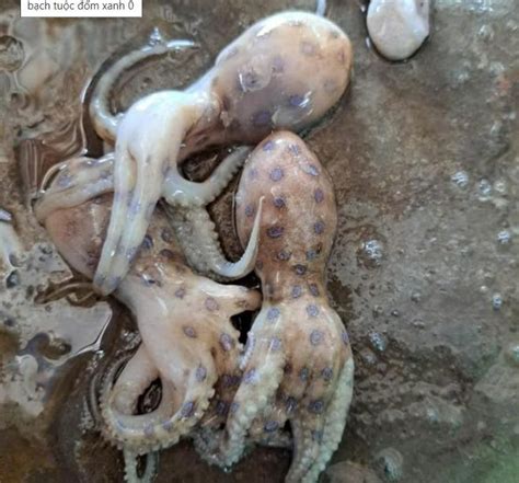 Mùa Bạch Tuộc Cẩn Trọng Bạch Tuộc đốm Xanh