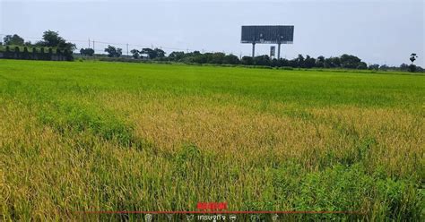 เตือนเกษตรกรทั่วประเทศเฝ้าระวัง แมลงดำหนามข้าว คมชัดลึก