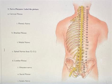 Solved Nerve Plexuses Label The Picture A Cervical Chegg Com