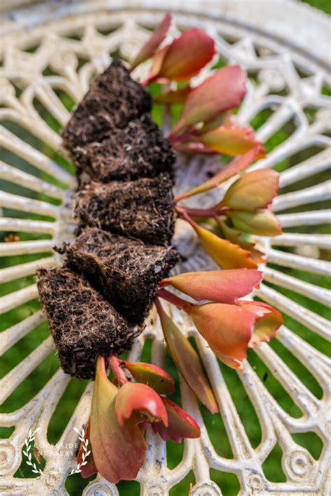 Kalanchoe Sexangularis Uk Grown Succulents Six Angled Kalanchoe