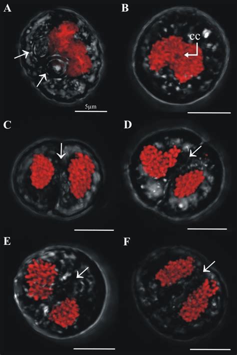 Direct Evidence Of Sex And A Hypothesis About Meiosis In Symbiodiniaceae Abstract Europe Pmc