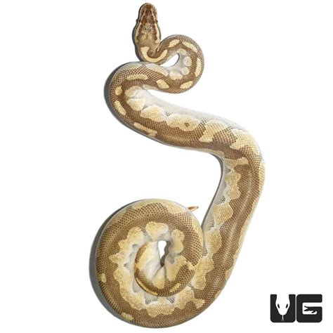 Pastel Enchi Lesser Ball Python Python Regius For Sale Underground