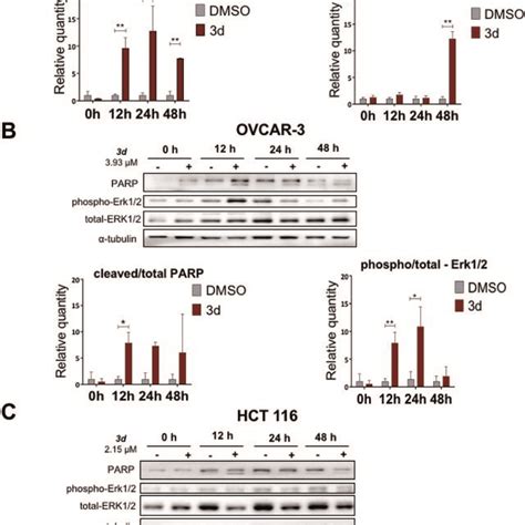 Effect Of The 3d Compound On Apoptosis As Measured By Parp Cleavage Download Scientific