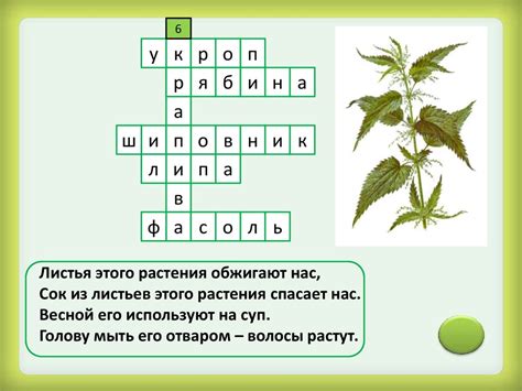 Лекарственные растения Интерактивный кроссворд презентация онлайн