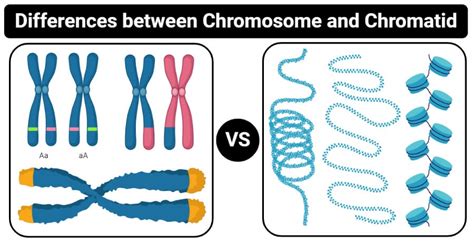 Chromosome Vs Chromatid Differences Examples
