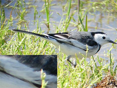 ホオジロハクセキレイ成鳥夏羽04