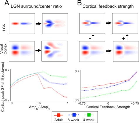 Effects Of Selected Model Parameters On Sf Tuning In The Visual Cortex