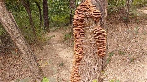 깊은 산 숲길 등산로 고사목에 핀 커피초코 과자 버섯 Youtube