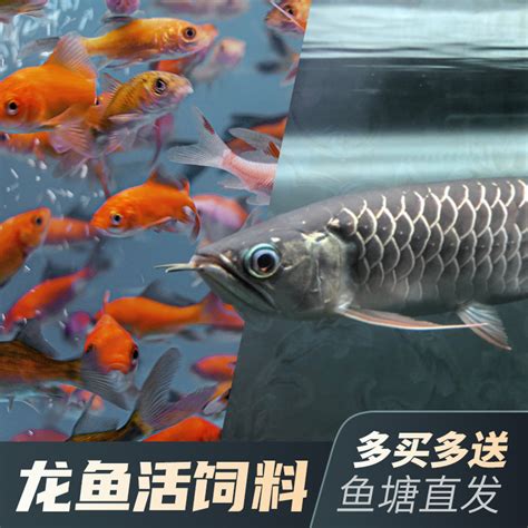 冷水红草小金鱼活体鱼龙鱼发财鱼地图鱼红草饲料鱼活体摆摊垂钓 虎窝淘