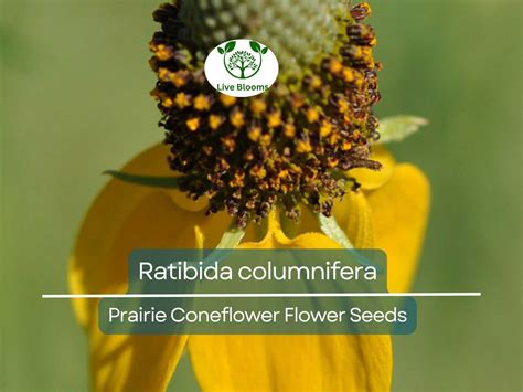150 Seeds Prairie Coneflower Ratibida Columnifera For Planting