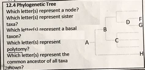 Phylogenetic Tree Bisc 120 Midterm 2 Diagram Quizlet
