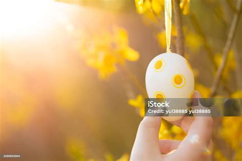 부활절 전통 장식 아이들의 손은 태양 광선에 노란 꽃이 피는 나뭇 가지에 부활절 달걀을 매달아 놓습니다 봄 가톨릭 및 기독교 휴일을 위한 정원 장식 공휴일에 대한 스톡 사진