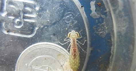 ヤゴから見えるトンボの不思議 夏休み自由研究に ヤゴの成長を一円玉を使ってしらべてみよう