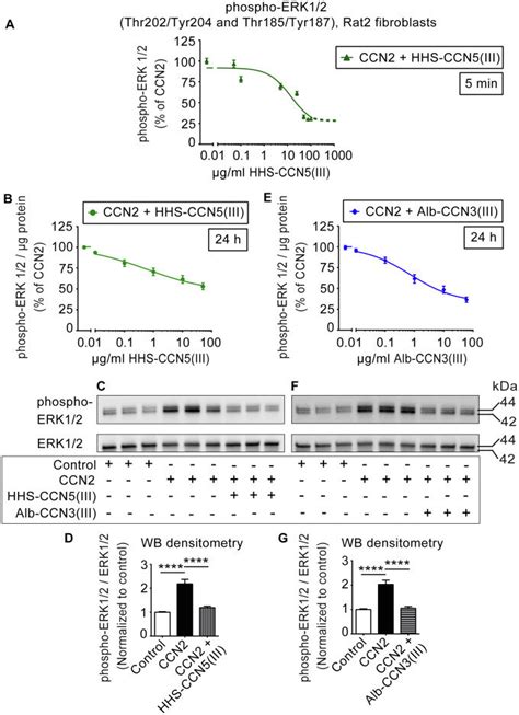 The Tsp1 Domains Of Ccn5 And Ccn3 Inhibit Ccn2 Stimulated Download Scientific Diagram