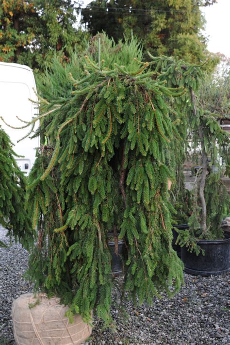 Picea Abies Pendula Major
