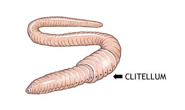 Red Worm Reproduction Texas Jumpers