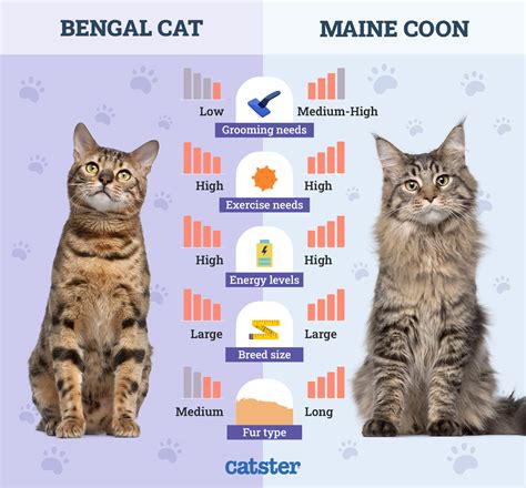 Bengal Cat Size Comparison