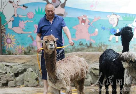 江苏扬州动物消暑享清凉 人民图片网