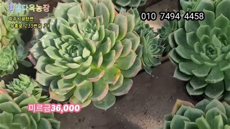 그린써프 오색기린초 마디바대품 미르금대품 아메스토로 대품 르망 로리타 백야 다 이뻐요 Youtube