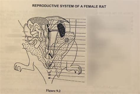 Rat Systems Female Reproductive Diagram Diagram Quizlet