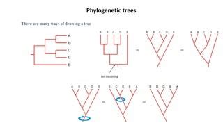 Basics Of Constructing Phylogenetic Tree Ppt