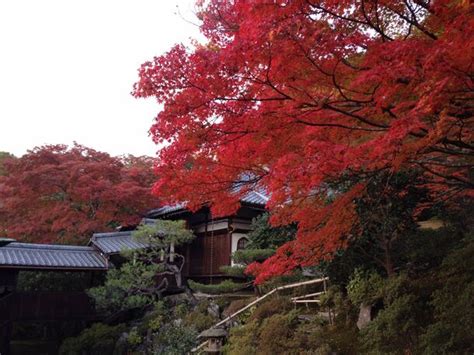 紅葉の赤と苔の緑のコントラストが見どころ霊鑑寺 秋の特別拝観