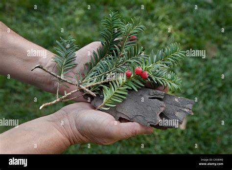 In The Hands Of A Woman Branches Fruits Seeds The Leaves And Bark Of Tree Taxus Baccata Stock