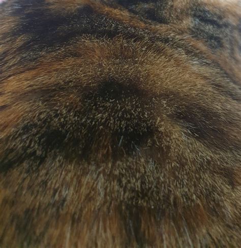 고양이 코고는 소리 ㅈ나 신기하네 치지직 에펨코리아