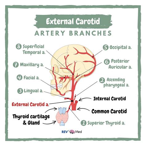 Branches Of Internal Carotid