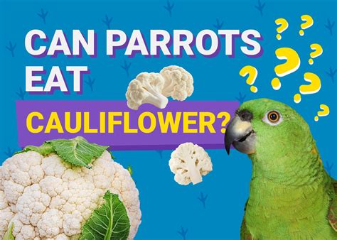 Can Cats Eat Biscuits Vet Reviewed Facts And Faq Pangovet