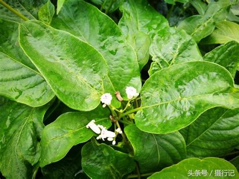 鄉村山坡上一種藤蔓植物人們稱其為雞矢藤是味中藥您可認識 每日頭條