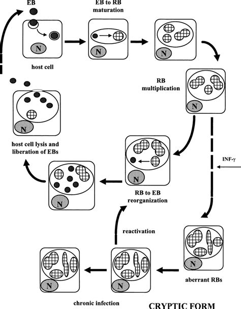 Life Cycle Of Chlamydiae The Life Cycle Is Characterized By Two