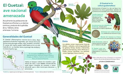El Quetzal Símbolo De La Historia Natural Y Cultural De Guatemala