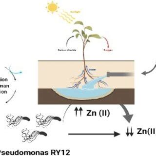 Effect of Zn² on the growth of bacterium Pseudomonas sp RY12 with Download Scientific