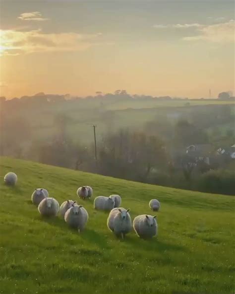 Српски Инфо Штаб On Twitter Јутро Sgfgkyv4le Twitter