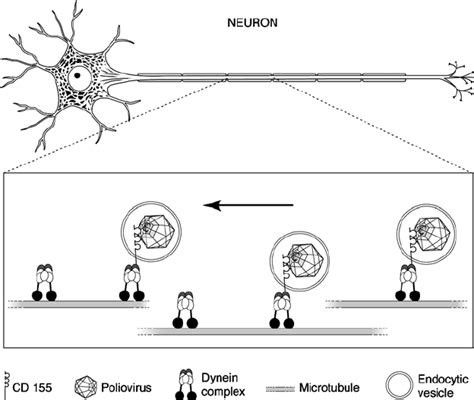 Model Of Retrograde Axonal Transport Of Pv A Neuron With An Enlarged